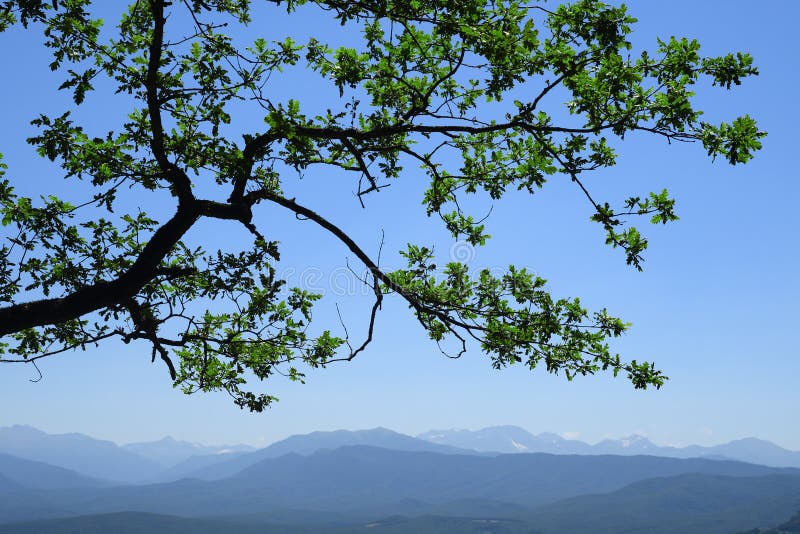 Oak Tree Branch with Green Leaves Stock Photo - Image of nature ...