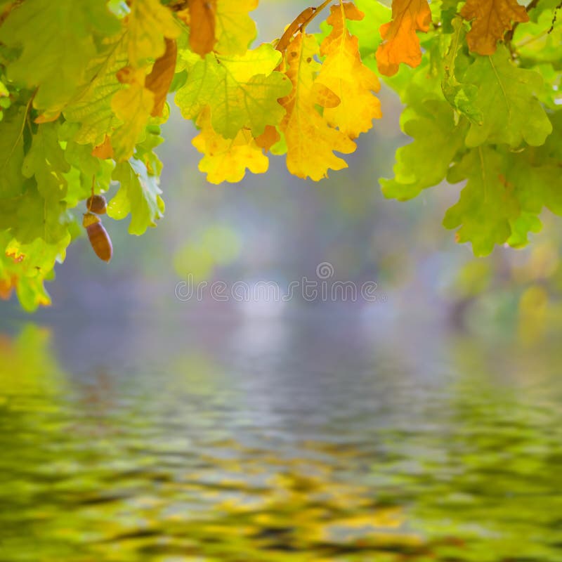 Oak Tree Branch Reflected in a Water Stock Image - Image of lake ...