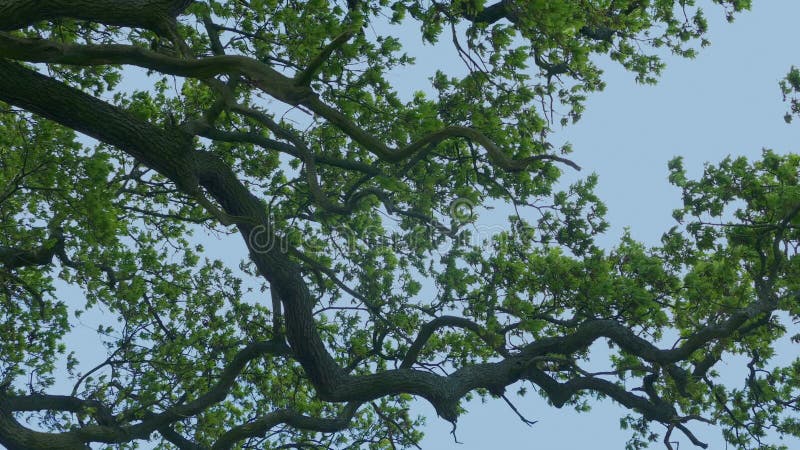 Oak Tree Branch in the Wind at Dusk Stock Footage - Video of lawn ...