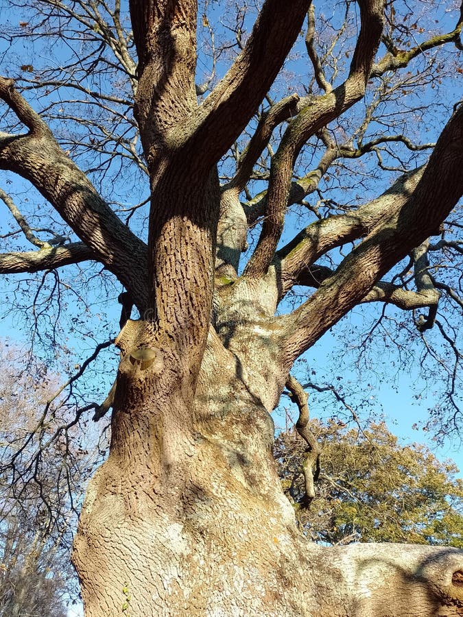 Oak Tree, Branches, Tree Art,old English Oak Tree, Stock Photo - Image ...
