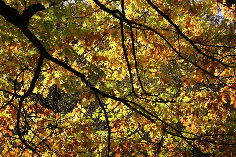 Backlit Oak Tree Branches with Autumn Leaves Stock Photo - Image of ...
