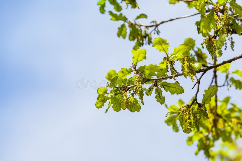 Oak Tree Branches in Bloom Under Blue Sky Stock Photo - Image of ...
