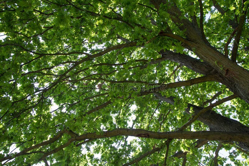Oak tree upwards stock image. Image of tree, branch - 271111511