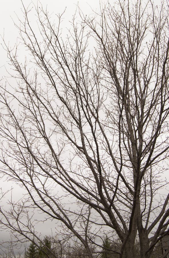 Oak. Tree Branches without Leaves in Early Spring Stock Photo - Image ...