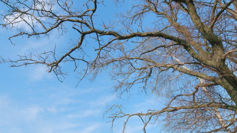 Oak Tree Branches Limbs in Contrast Against a Clear Blue Refreshing ...