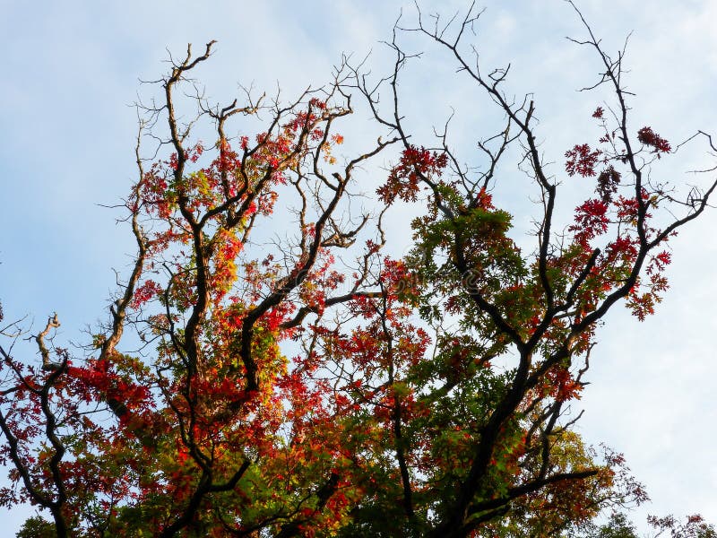 Oak Tree Branches Mixed Bare Colorful Fall Leaves and Green Leaves ...