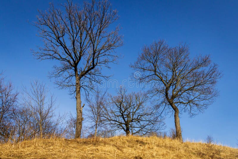Oak Tree Branches with No Leaves Against Blue Sky Stock Photo - Image ...