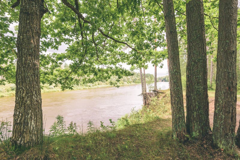 Oak Tree Branches Over Summer River - Vintage Effect Stock Image ...