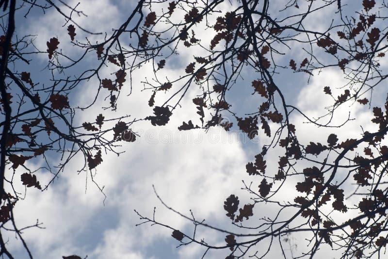 Oak Tree Branches Silhouettes Against Cloudy Sky Stock Photo - Image of ...