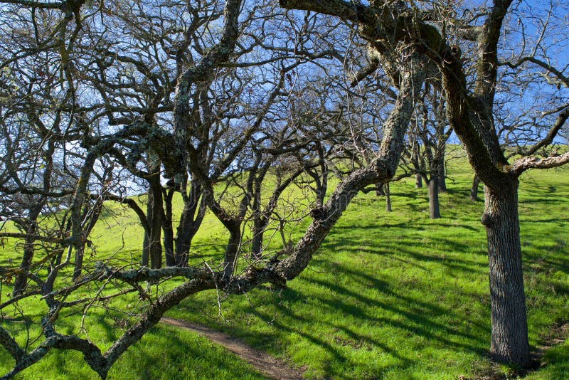 Oak Tree Branches stock image. Image of shadows, plants - 50156515