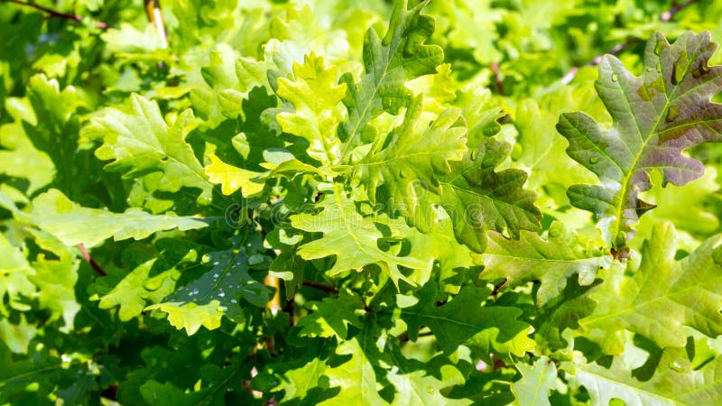 Oak leaves closeup stock photo. Image of green, season - 185953992