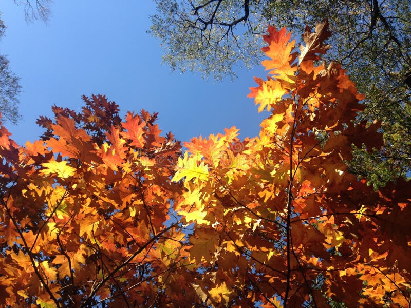 Oak Tree with Bright Yellow Leaves in the Sun in the Fall. Stock Photo ...