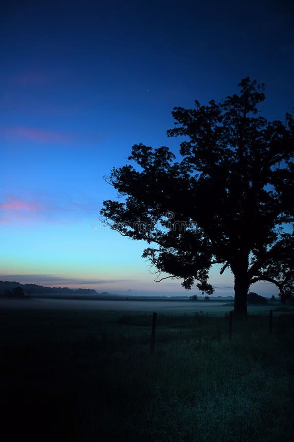 Oak Tree, Brooklet GA stock photo. Image of park, georgia - 56124840