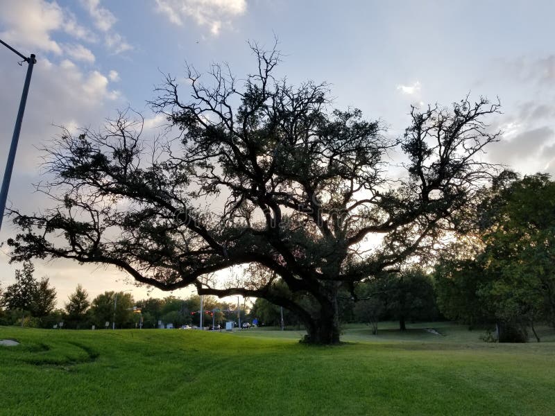 Oak Tree at Cameron park stock image. Image of park - 154934275
