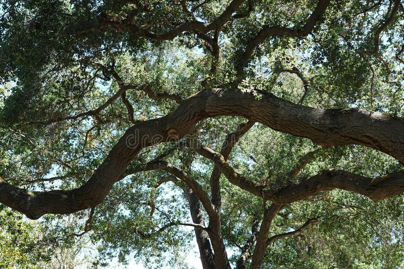 Oak Tree Canopy with Sunlight Filtering through. Stock Photo - Image of ...