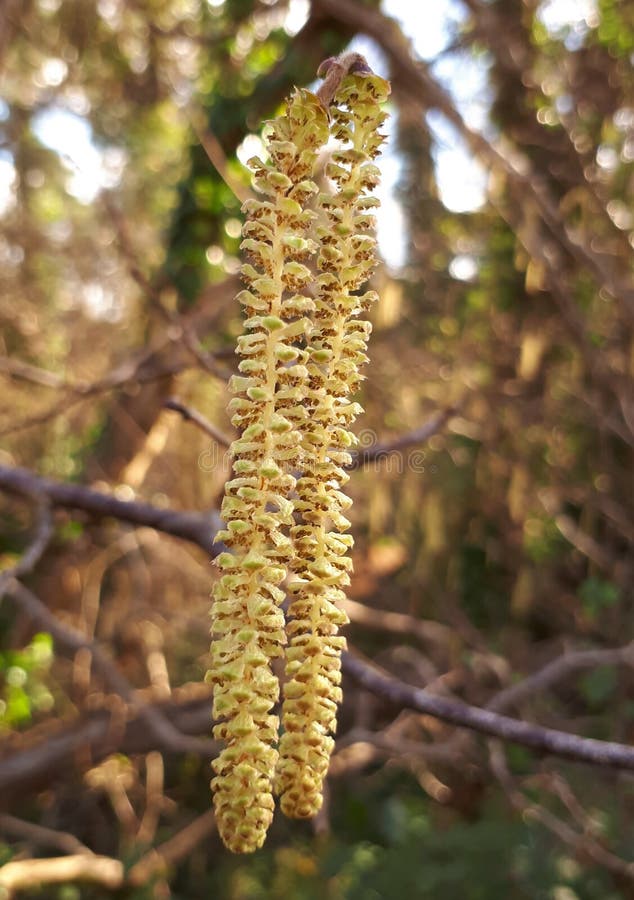 Oak Tree Catkins stock photo. Image of forest, woods - 100351696
