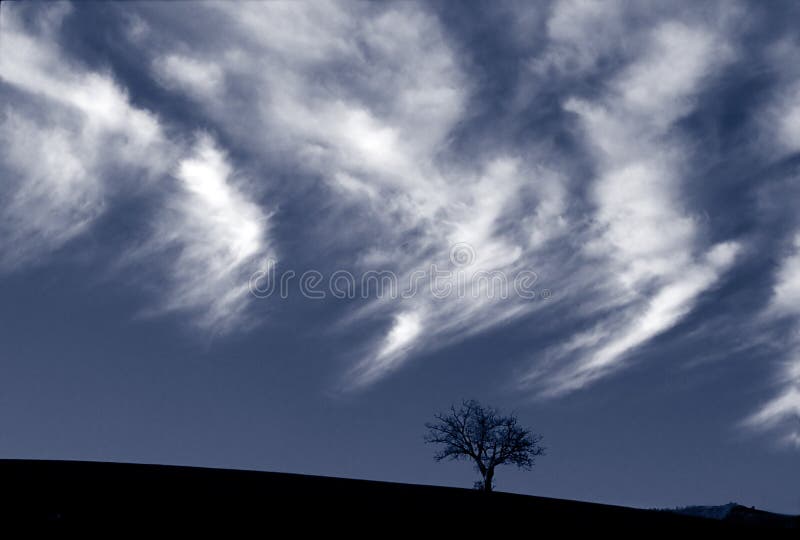 Oak tree and clouds stock image. Image of cloud, openess - 4209019