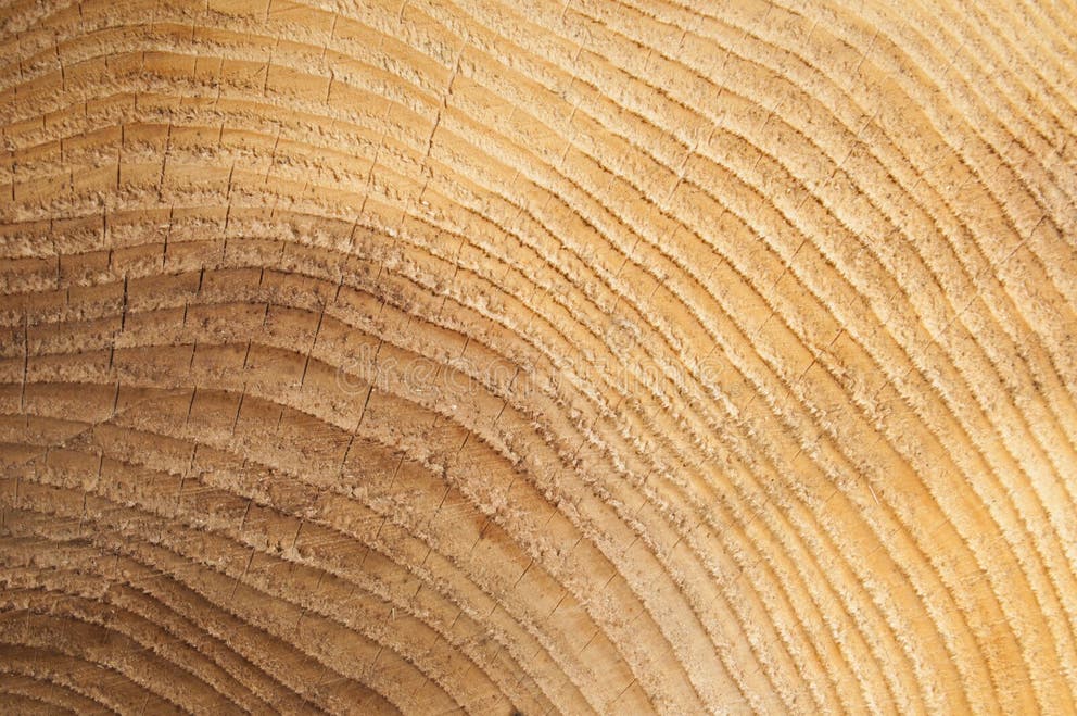 Oak tree core stock image. Image of brown, trunk, forest - 28372479