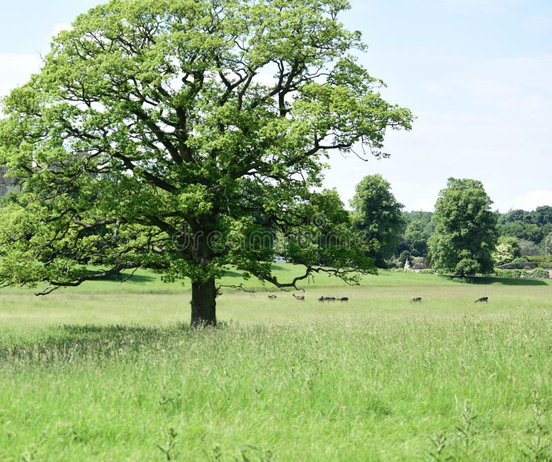Oak Tree in the Countryside with Deer in the Background Stock Image ...