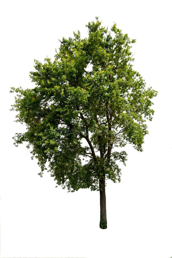 Oak tree cut out on white stock photo. Image of beautiful - 322644426