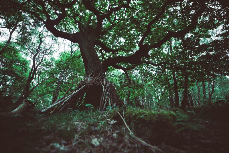Old oak Tree stock image. Image of dense, path, forest - 71964287