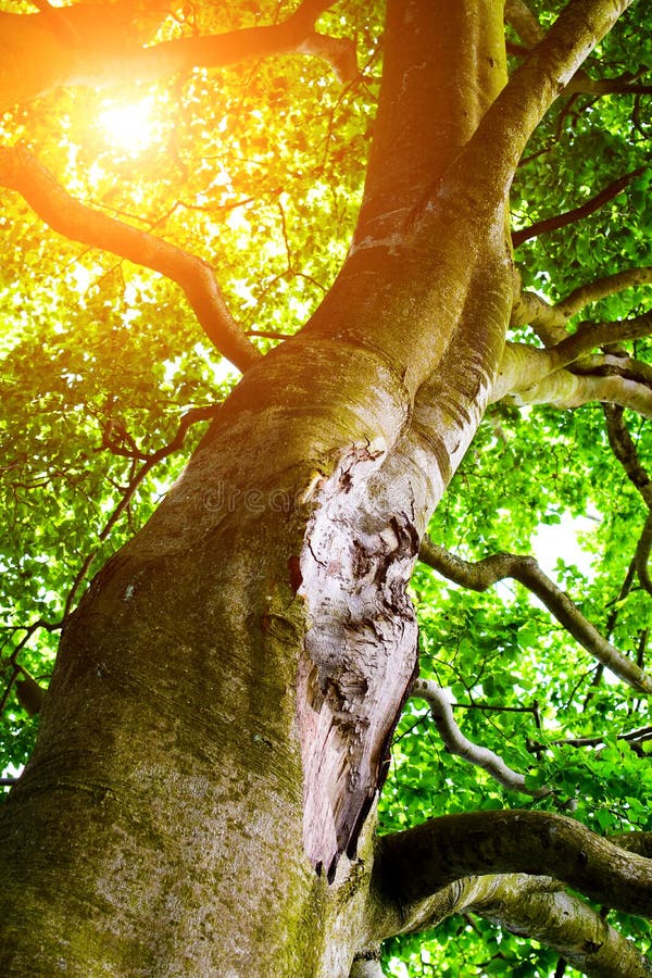 Oak tree stock image. Image of leaves, nature, peace - 57456475