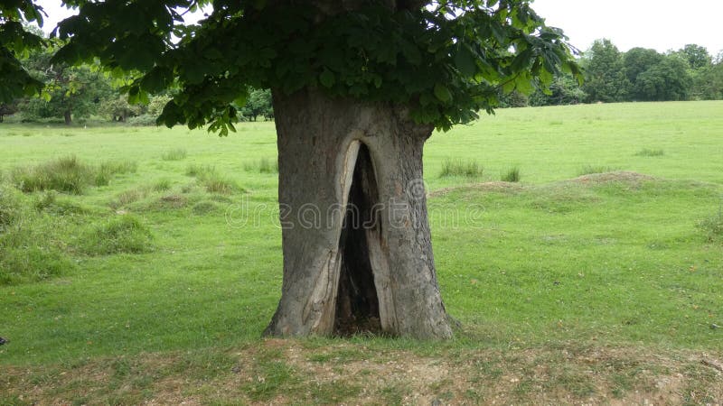 Oak Tree Doorway To a Different Life Stock Image - Image of bnwyfre ...