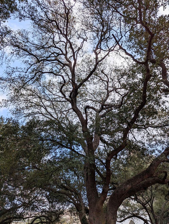 Oak Tree Downtown Houston Texas Stock Photo - Image of houston ...