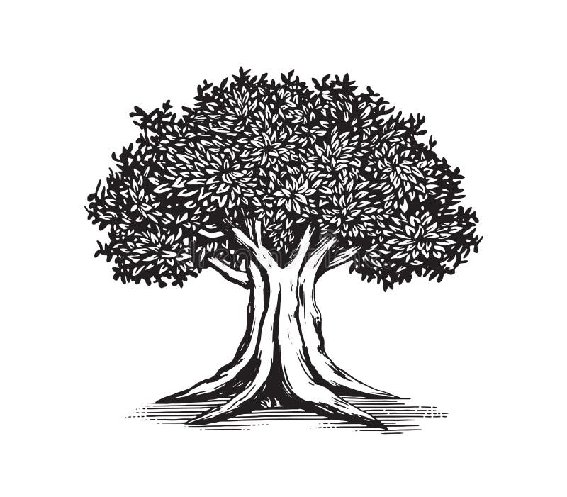 Oak Tree Drawing Vector Logo Design Illustration Stock Vector ... Oak Tree Drawing Vector Logo Design Illustration Stock Vector ...