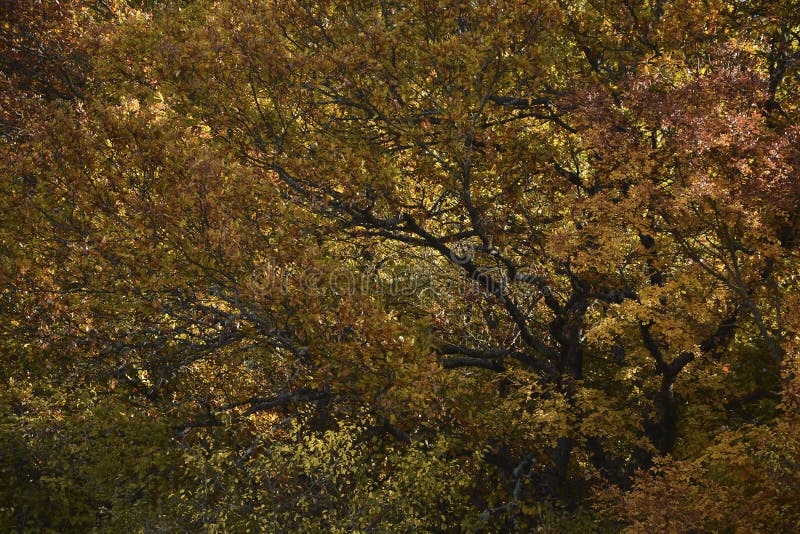 Autumn oak tree stock image. Image of fall, branches - 107539755