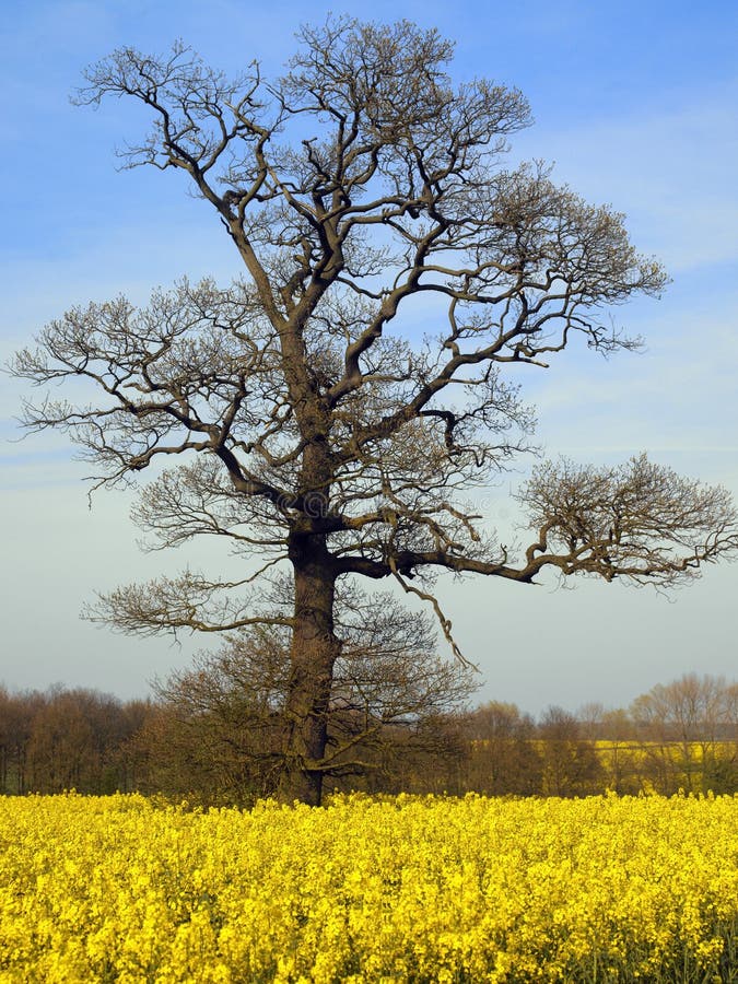 Oak Tree in Early Spring - England Stock Image - Image of scenic, field ...