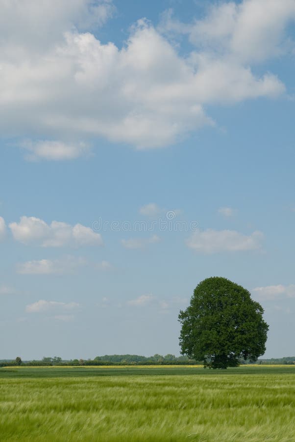 Oak tree in early summer stock image. Image of tree, brown - 17346023