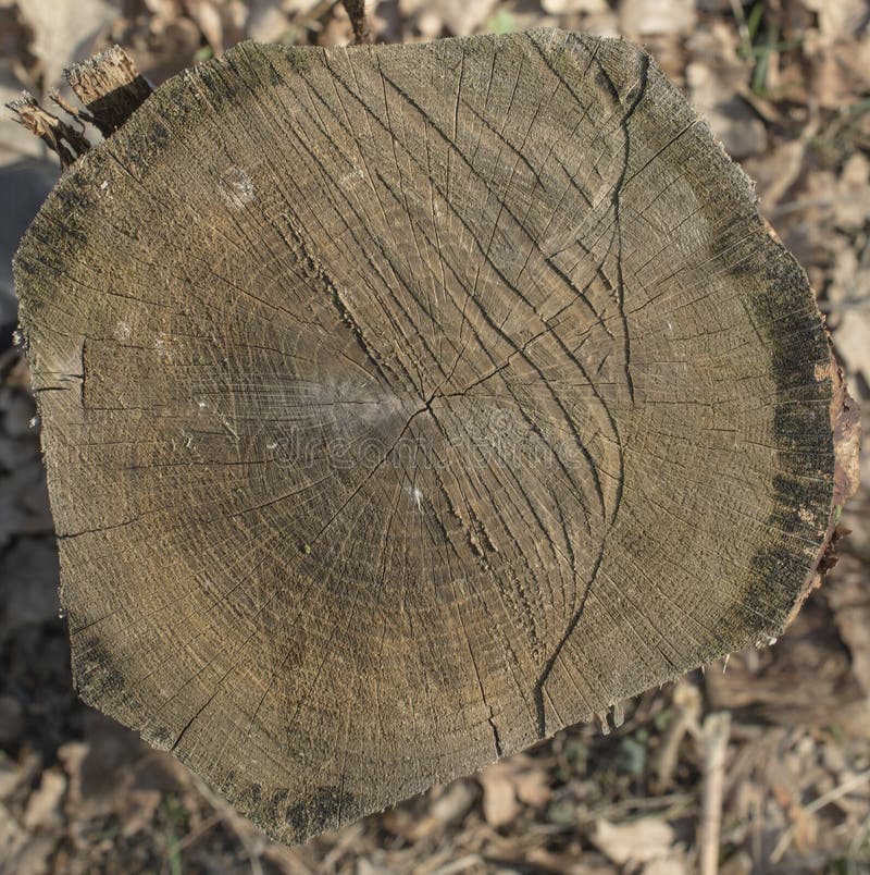 Oak tree end stock photo. Image of worn, bark, background - 51748260