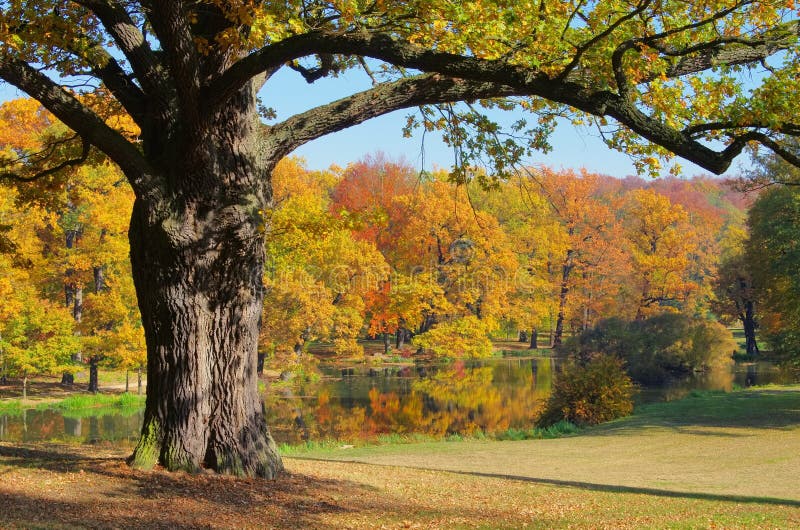 Oak tree in fall stock image. Image of oakleaves, foliage - 27295935