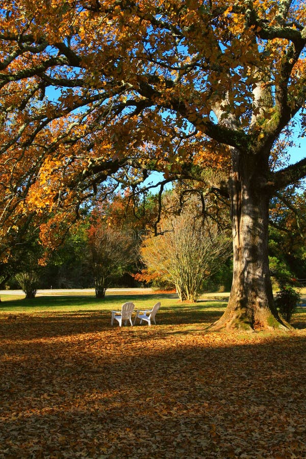 Oak tree in the fall stock photo. Image of grow, mighty - 6339702