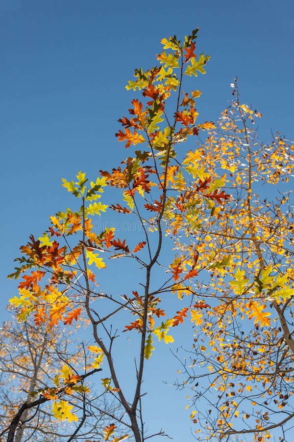 Oak Tree in Fall stock image. Image of leaf, fall, outdoors - 79985121