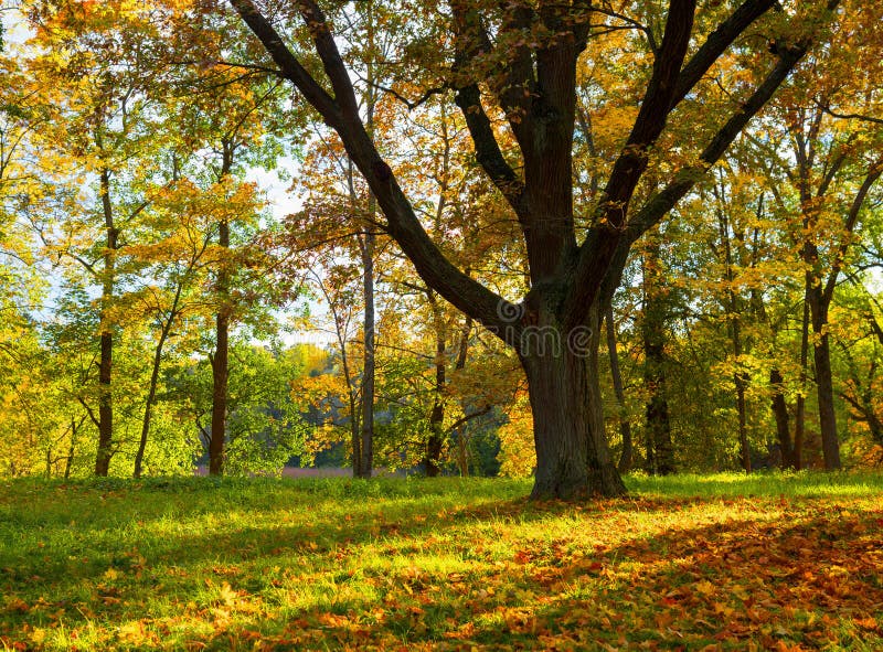 Oak tree in fall. stock image. Image of sunrays, outdoor - 60865599