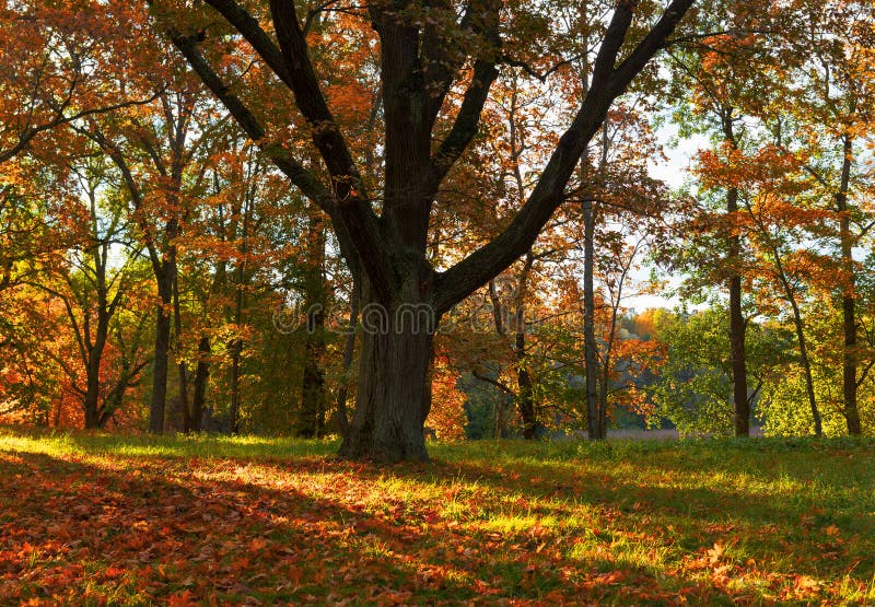 Oak Tree in Fall. Beautiful Autumn Stock Image - Image of foliage ...