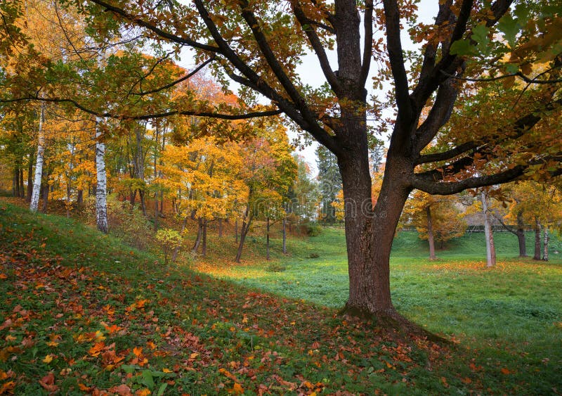 Oak tree in fall. stock image. Image of brown, plant - 94702401