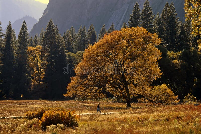 Oak Tree In Fall Color Picture. Image: 5649976