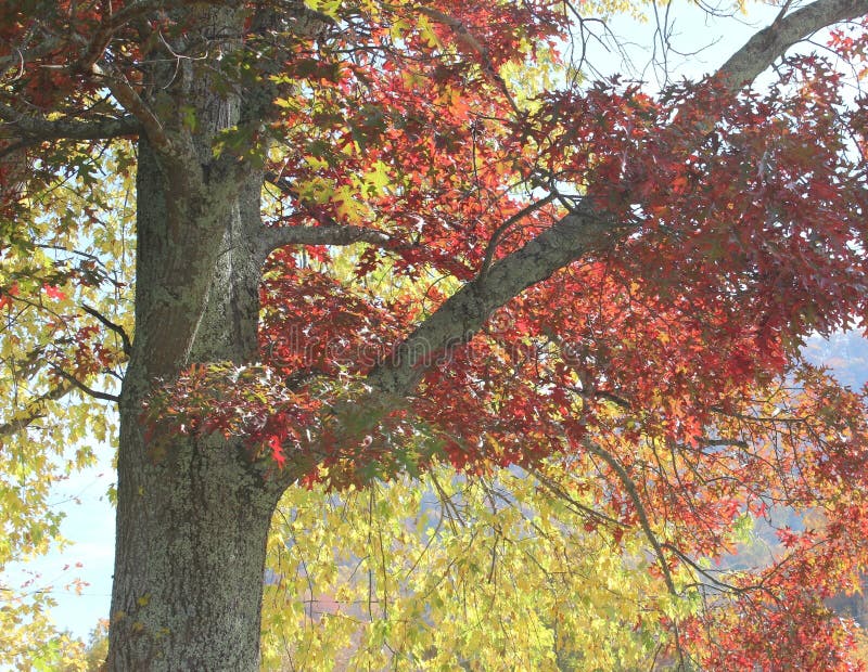 Oak Tree in Fall stock photo. Image of green, tree, nature - 48413812