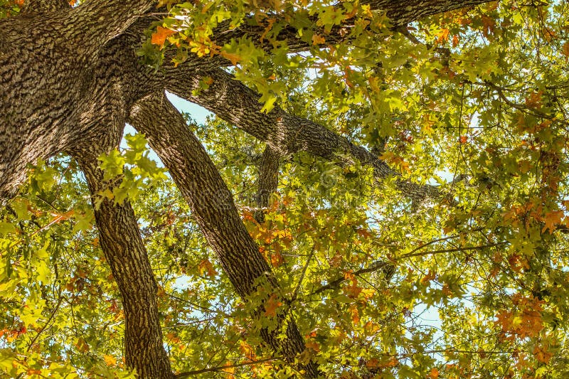 Oak Tree Fall Leaves stock image. Image of leaves, fall - 36019693