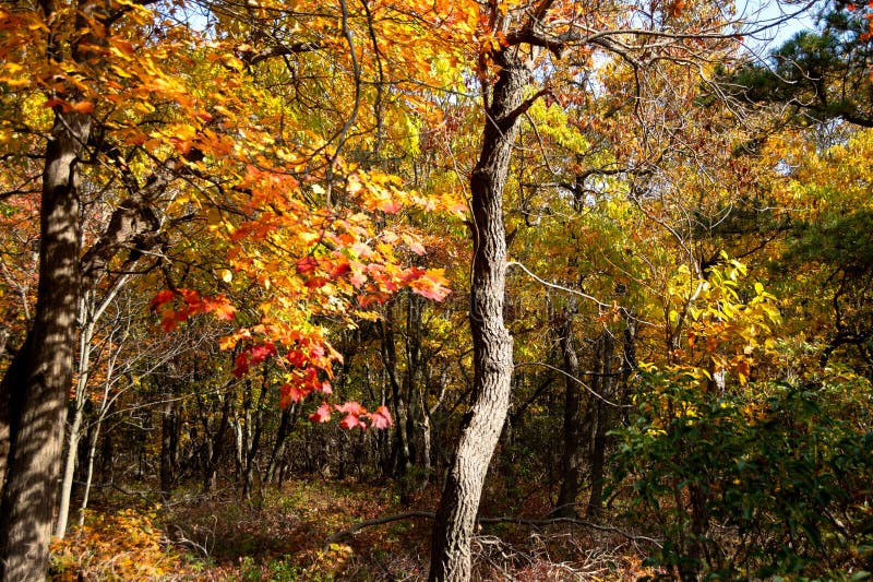 Oak Tree in Fall with Colorful Leaves Stock Photo - Image of tree ...