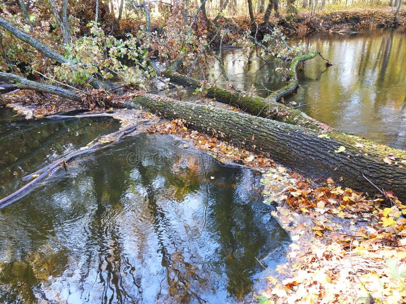 Oak Tree Fell To the River, Lithuania Stock Photo - Image of water ...