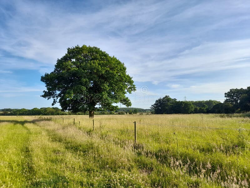 Oak Tree in a Field on Sunny Day Stock Image - Image of growth, field ...
