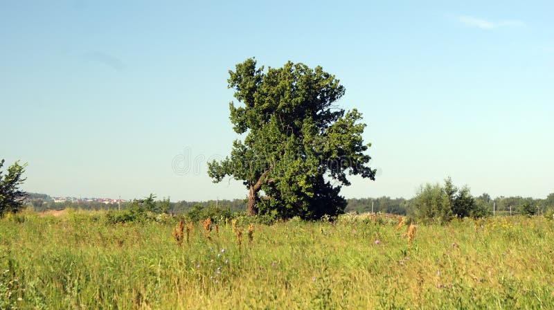 Oak tree in field stock photo. Image of field, summer - 96675418