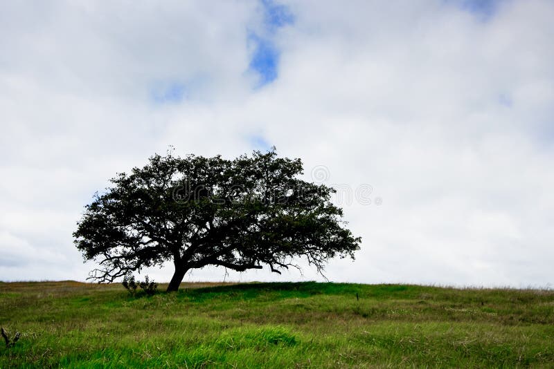 Windswept Coastal Oak Trees Stock Image - Image of gulfofmexico ...