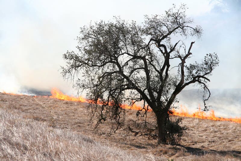 Oak tree and fire stock photo. Image of emergency, fighter - 3182000