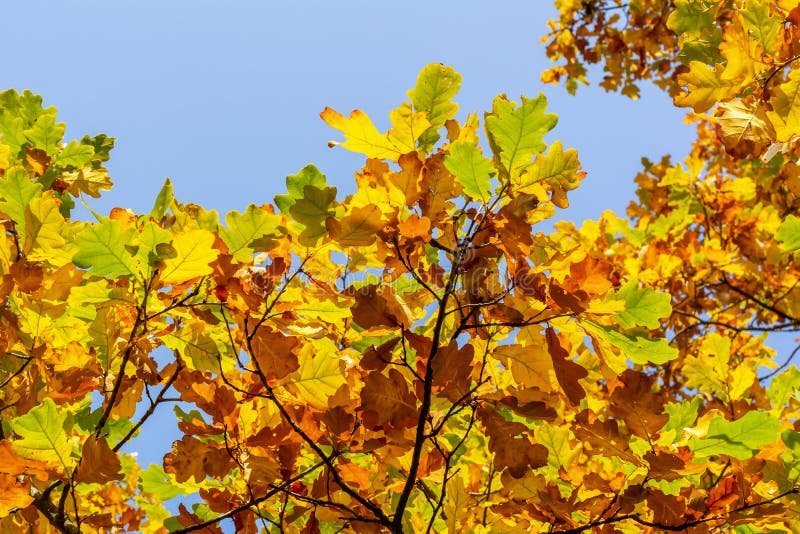Oak tree foliage in autumn stock image. Image of fall - 197490853