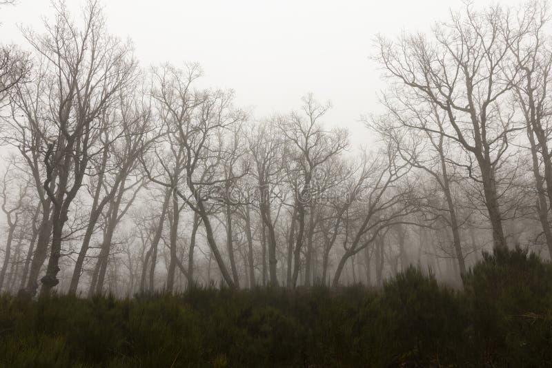 Oak Tree Forest on a Misty Morning with Fog Stock Photo - Image of ...
